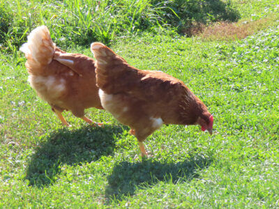 Chicken Crop Impaction - Backyard Poultry